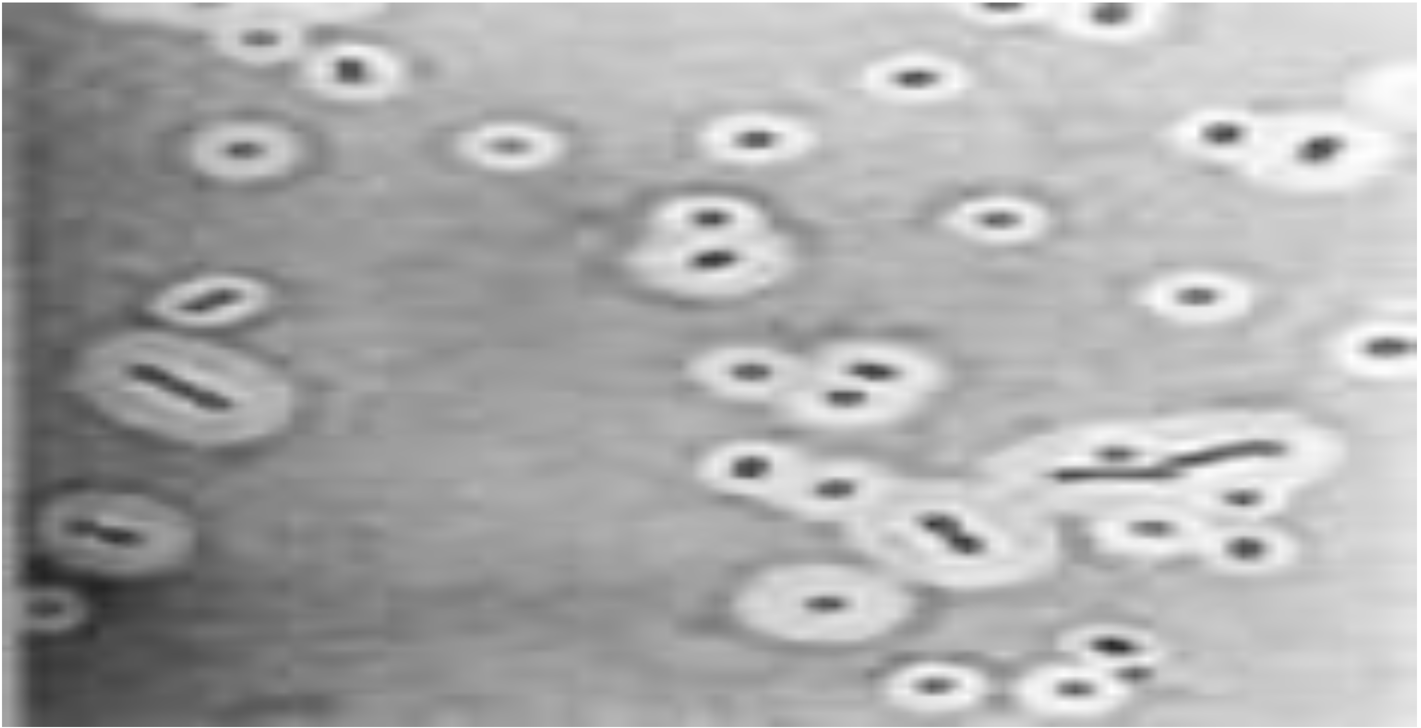 TH BROTHERS - Pemanfaatan Air Kelapa Sebagai Media Hidup Acetobacter ...